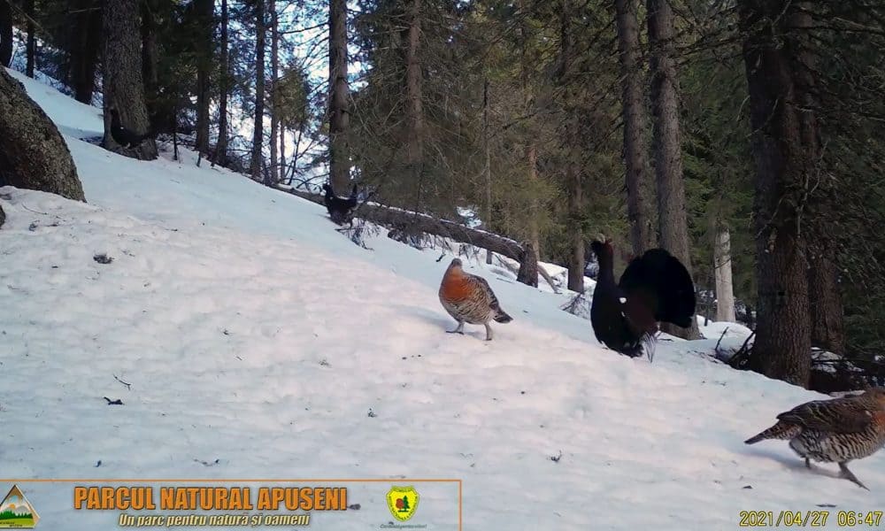 VIDEO: Imagini spectaculoase cu „parada nupțială” a cocoșului de munte ...