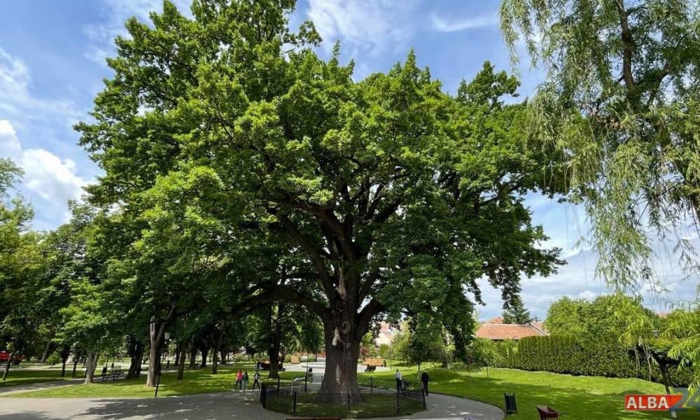 VIDEO: Cum arată Stejarul lui Avram Iancu, minunea naturii din parcul ...