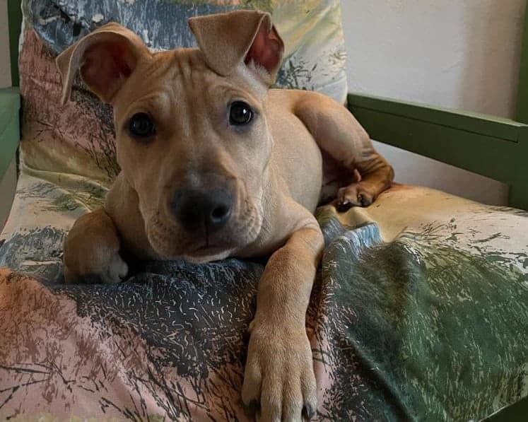 Cum îți protejezi câinele în noaptea de Revelion. Cele mai bune sfaturi ...