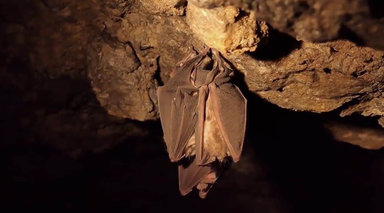 VIDEO. Imagini care dau FIORI. I-ar fi plăcut regizorului filmului ...