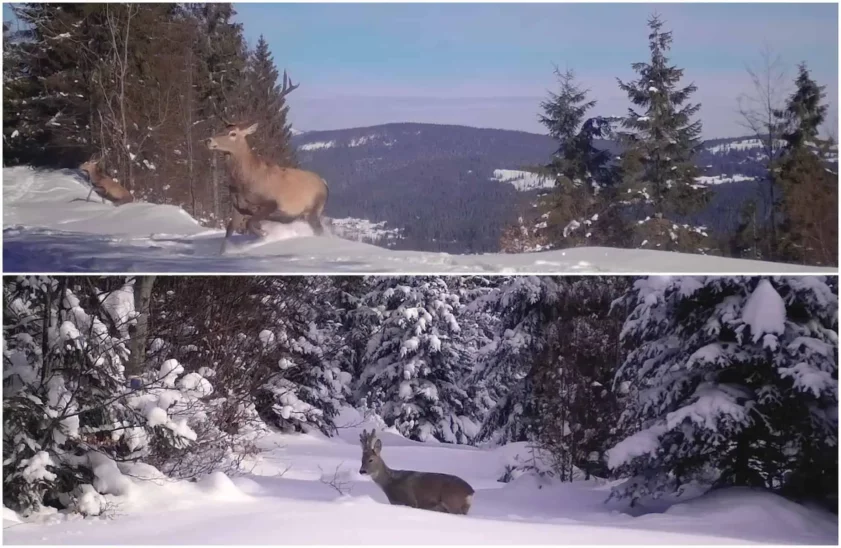 VIDEO. Cerbi și căpriori prin zăpadă. Imagini INEDITE din Parcul ...