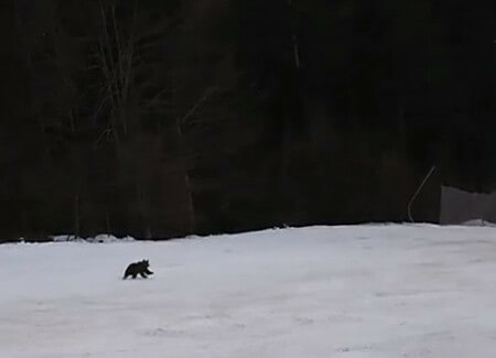 UPDATE: Doi urși pe pârtia Havas Bucin din județul Harghita. Locuitorii ...