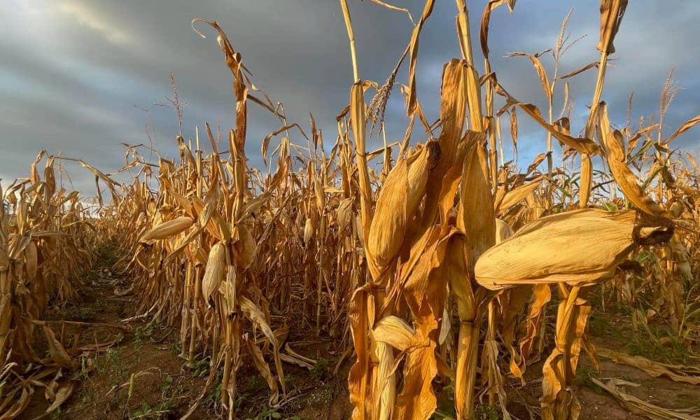 Prognoza meteo 19 august – 16 septembrie: Vară prelungită cu ...